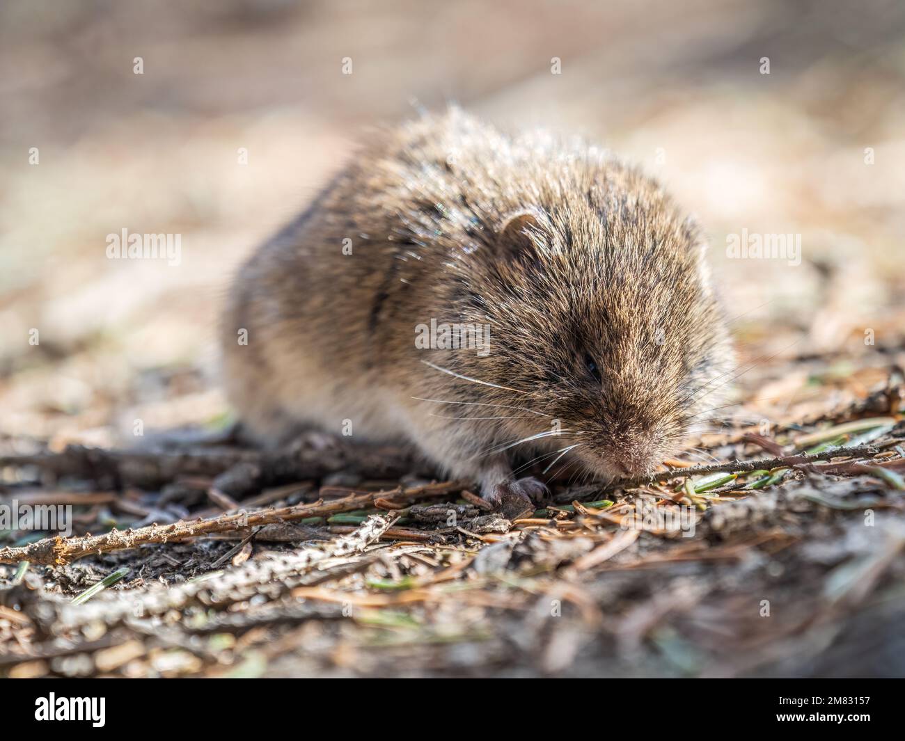 A closeup of a Common vole on the ground with a blurry background ...