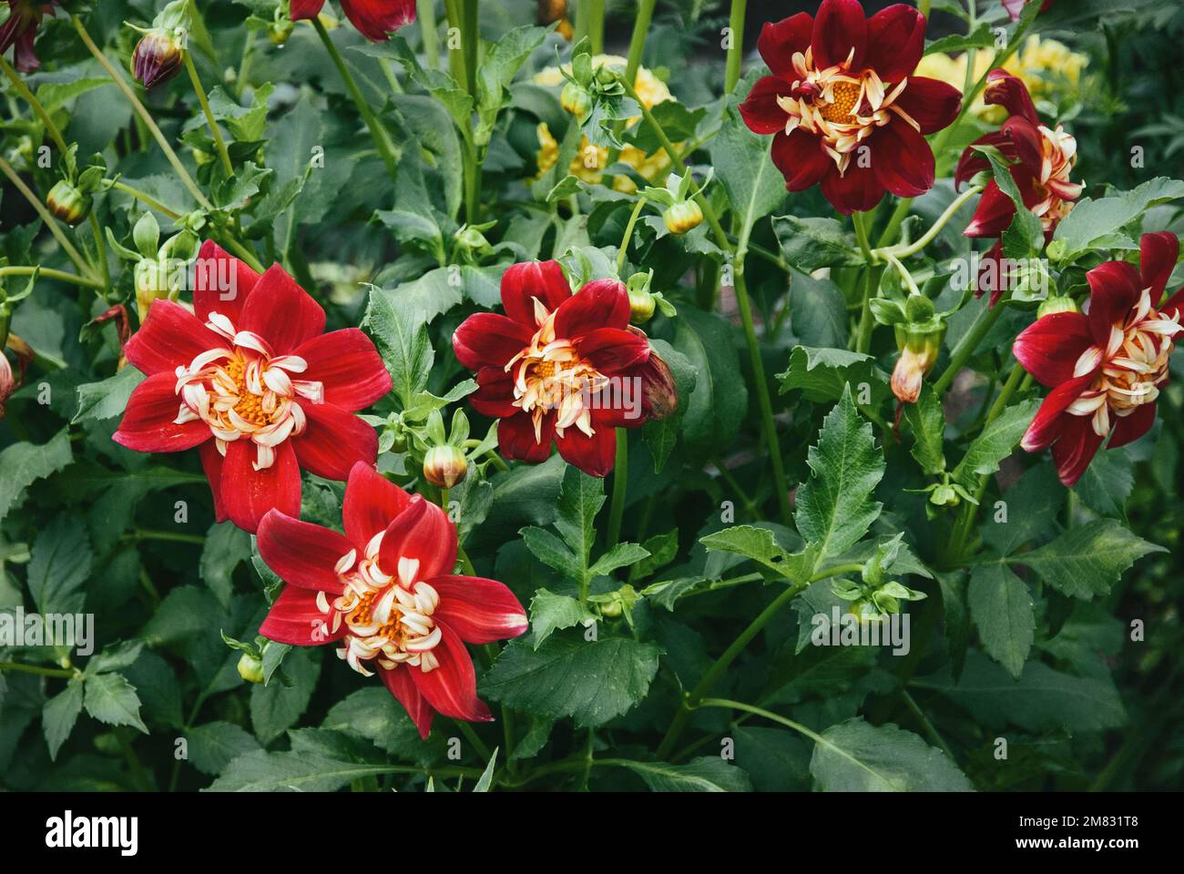 Dahlia Collarette Dandy blooming plant in summer garden Stock Photo - Alamy
