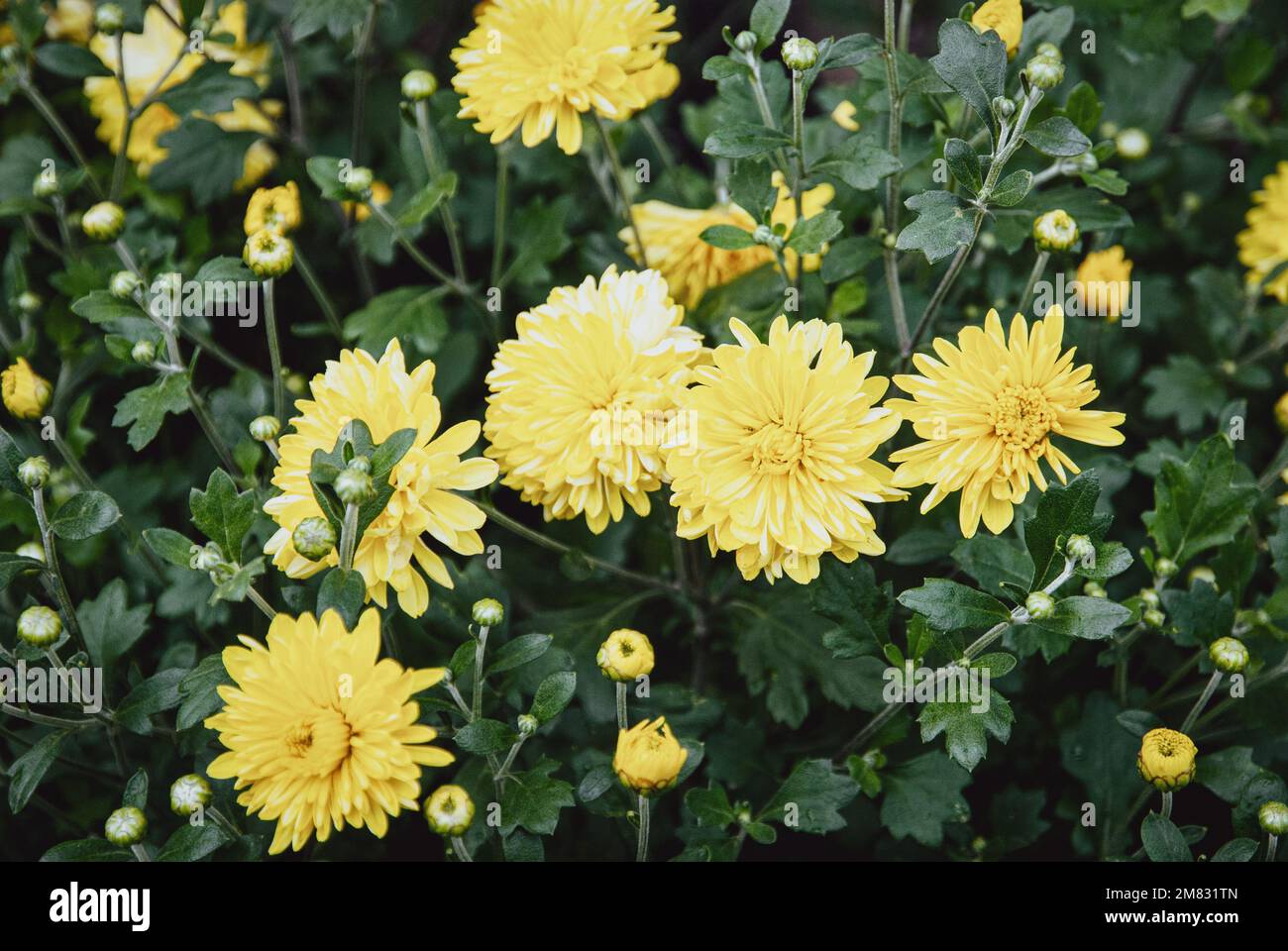 Yellow Chrysanthemum grandiflorum flowers, Mums growing in autumn ...