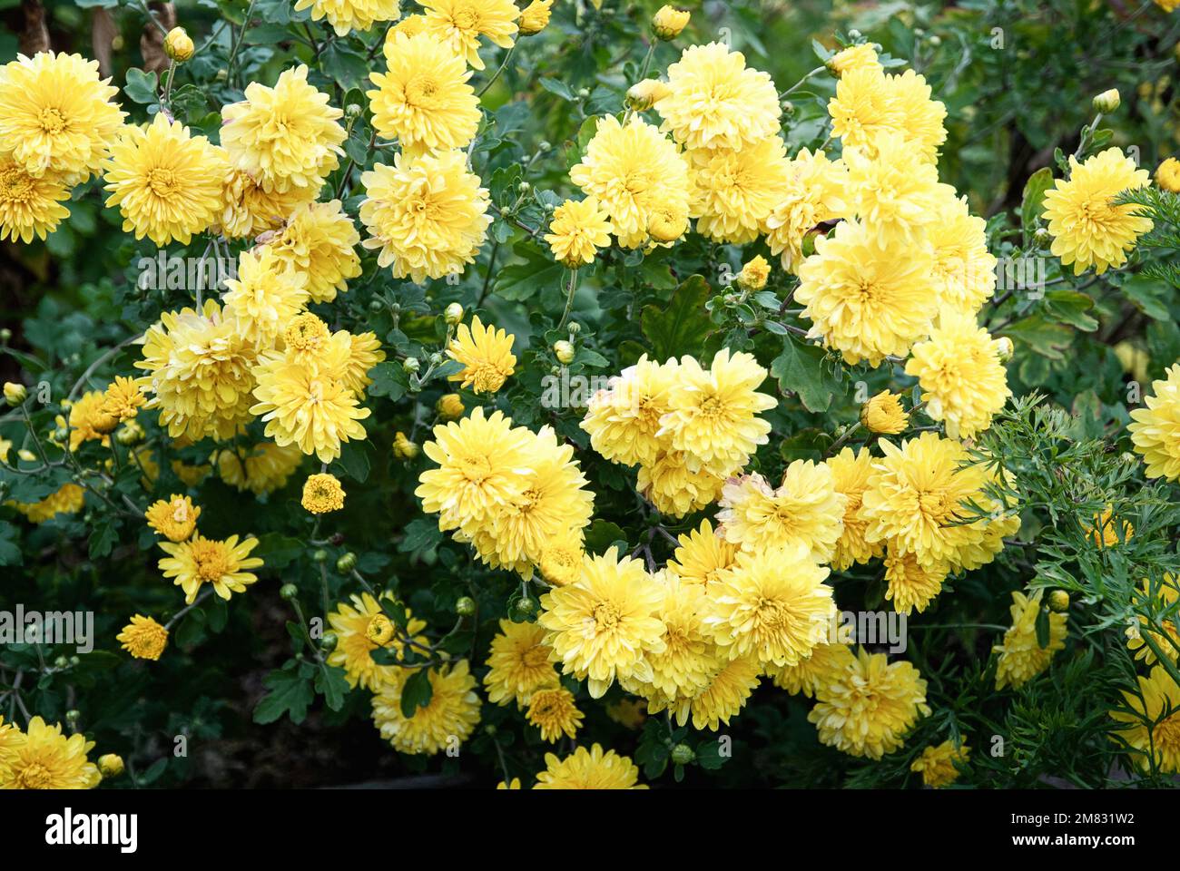 Chrysanthemum grandiflorum yellow flowers, Mums growing in autumn ...