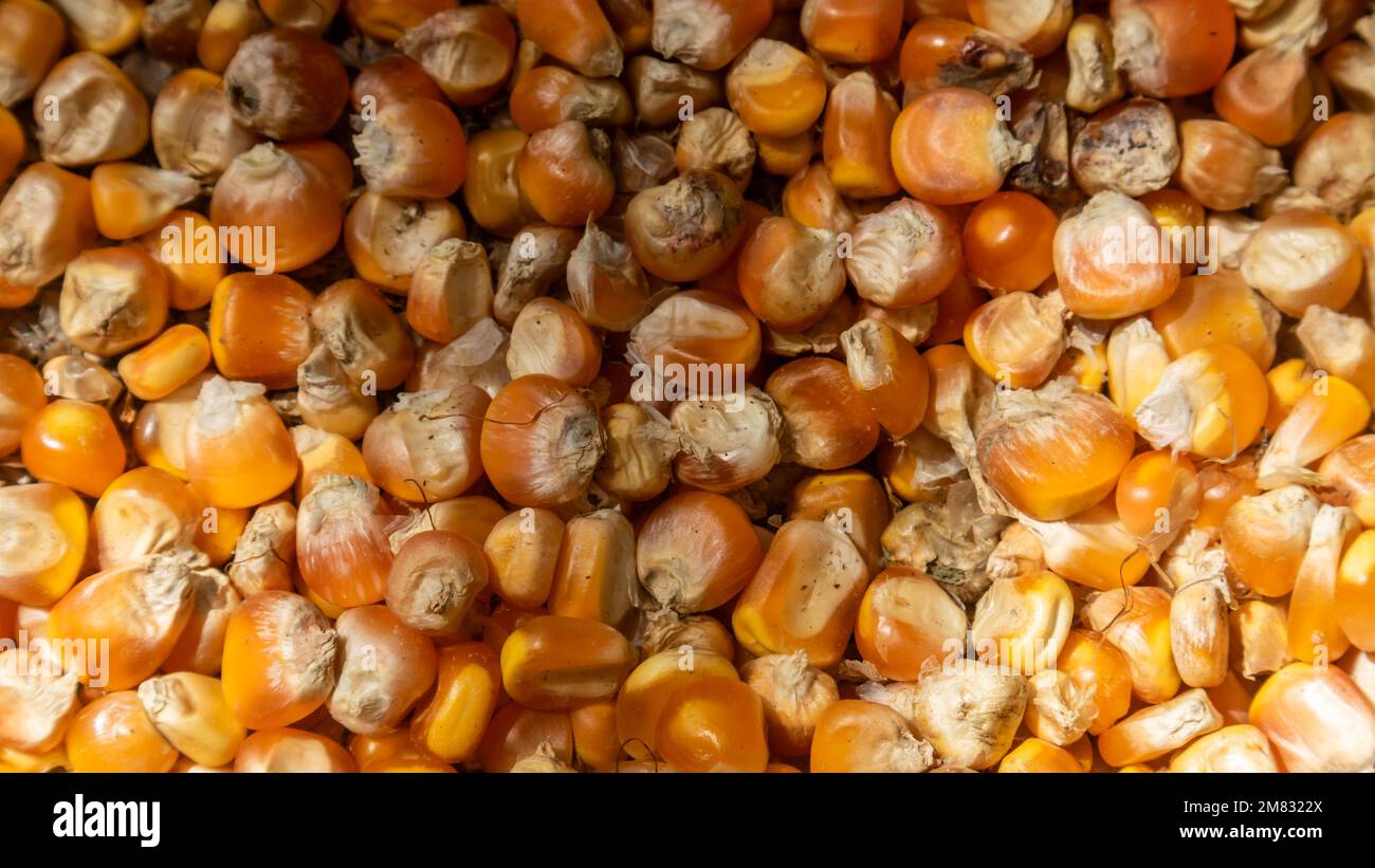 pile of corn kernels as background Stock Photo - Alamy