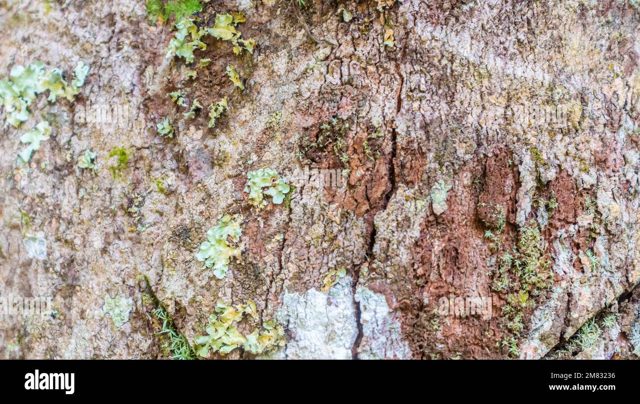 amazing bark texture as background Stock Photo - Alamy