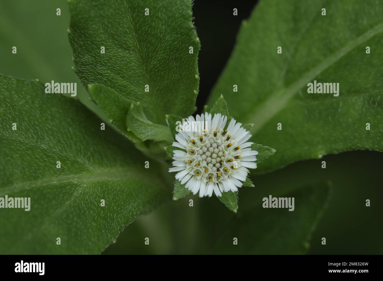 False daisy. Eclipta prostrata. Eclipta alba. Bhringraj. Yerba de tago ...