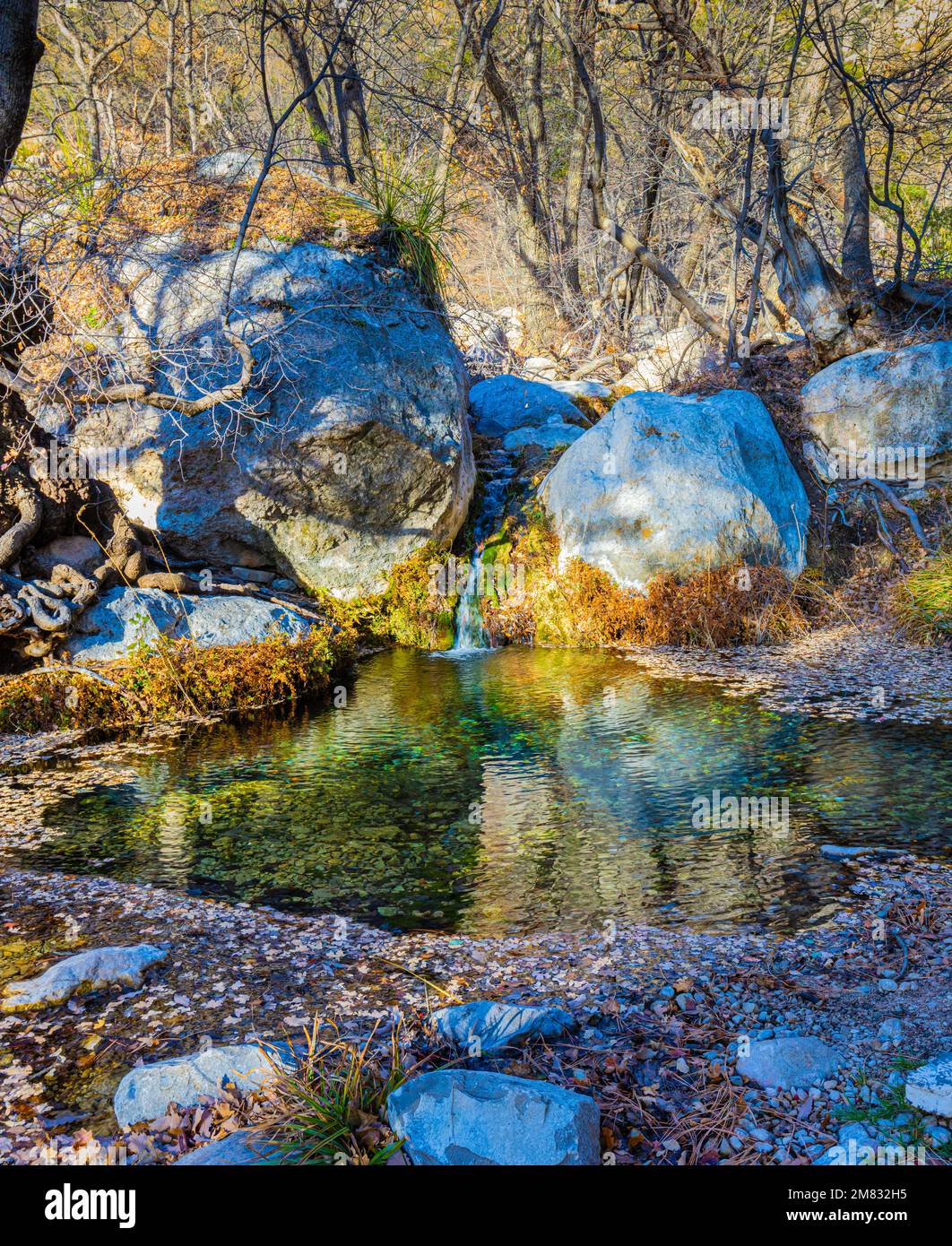 Fallen Leaves on Pool at Smith Springs Near Frijole Ranch, Guadalupe ...