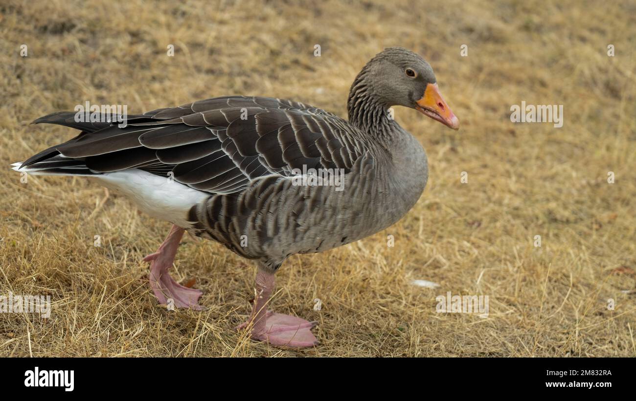 Gray geese walk graze and eat grass.Domestic poultry. Growing and ...