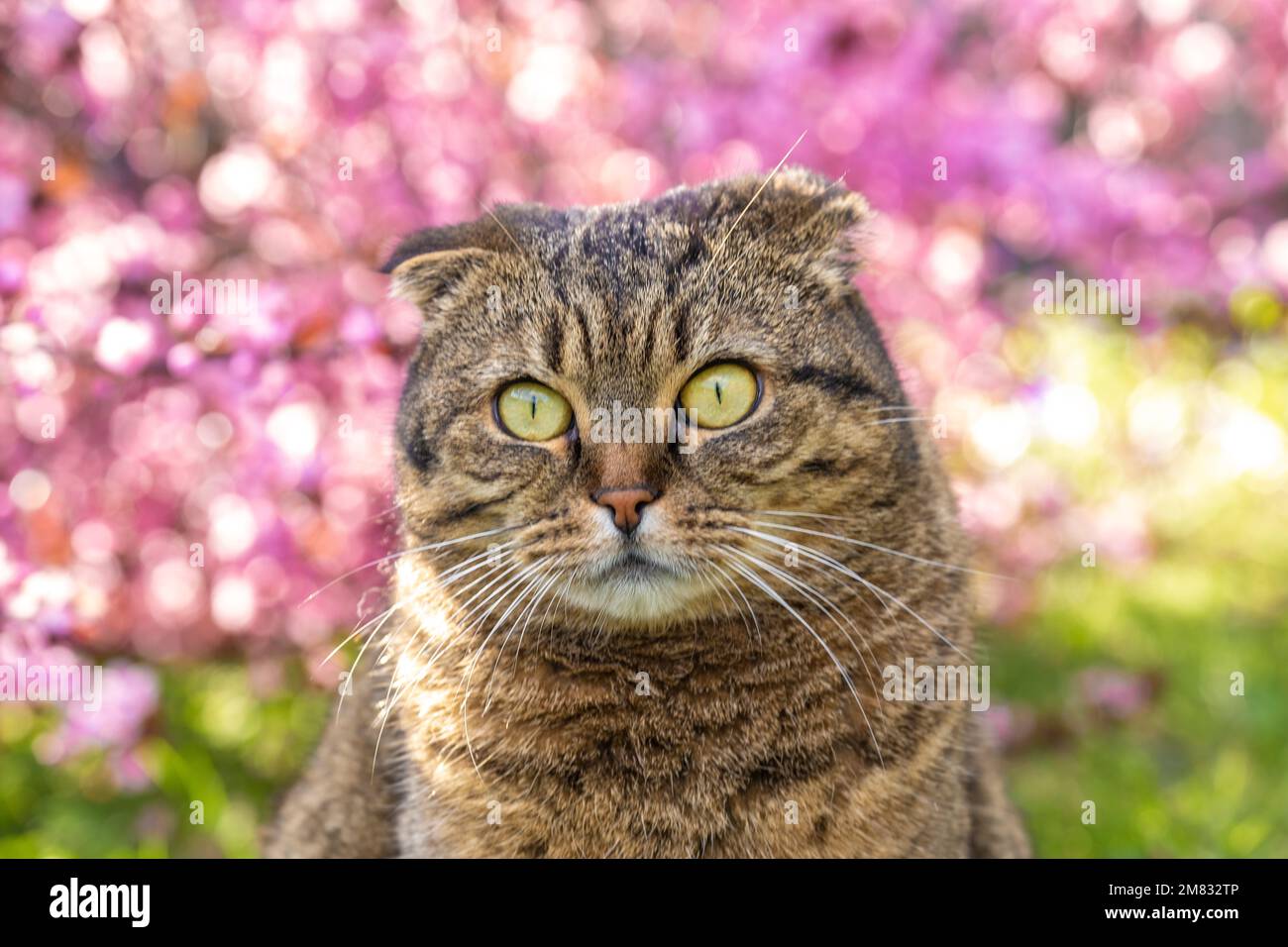 cat in a spring blooming garden.Pets.gray cat and pink flowering tree ...