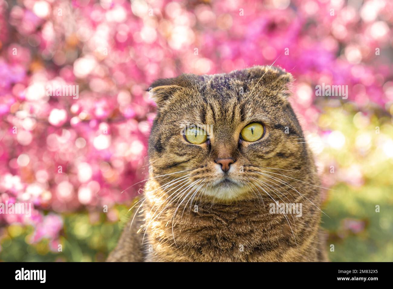 cat in a spring garden.Pets.gray cat and pink flowering tree in the ...