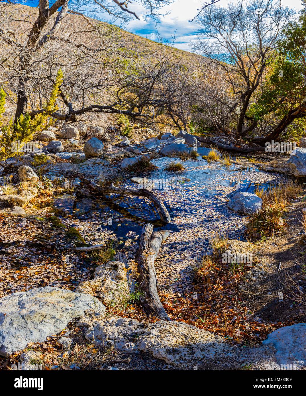 Fallen Leaves on Pool at Smith Springs Near Frijole Ranch, Guadalupe ...