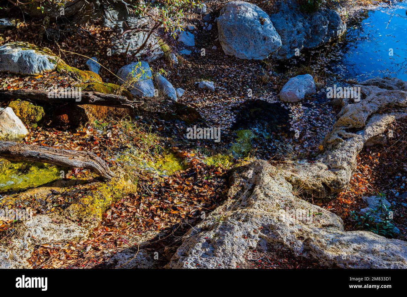 Fallen Leaves on Pool at Smith Springs Near Frijole Ranch, Guadalupe ...