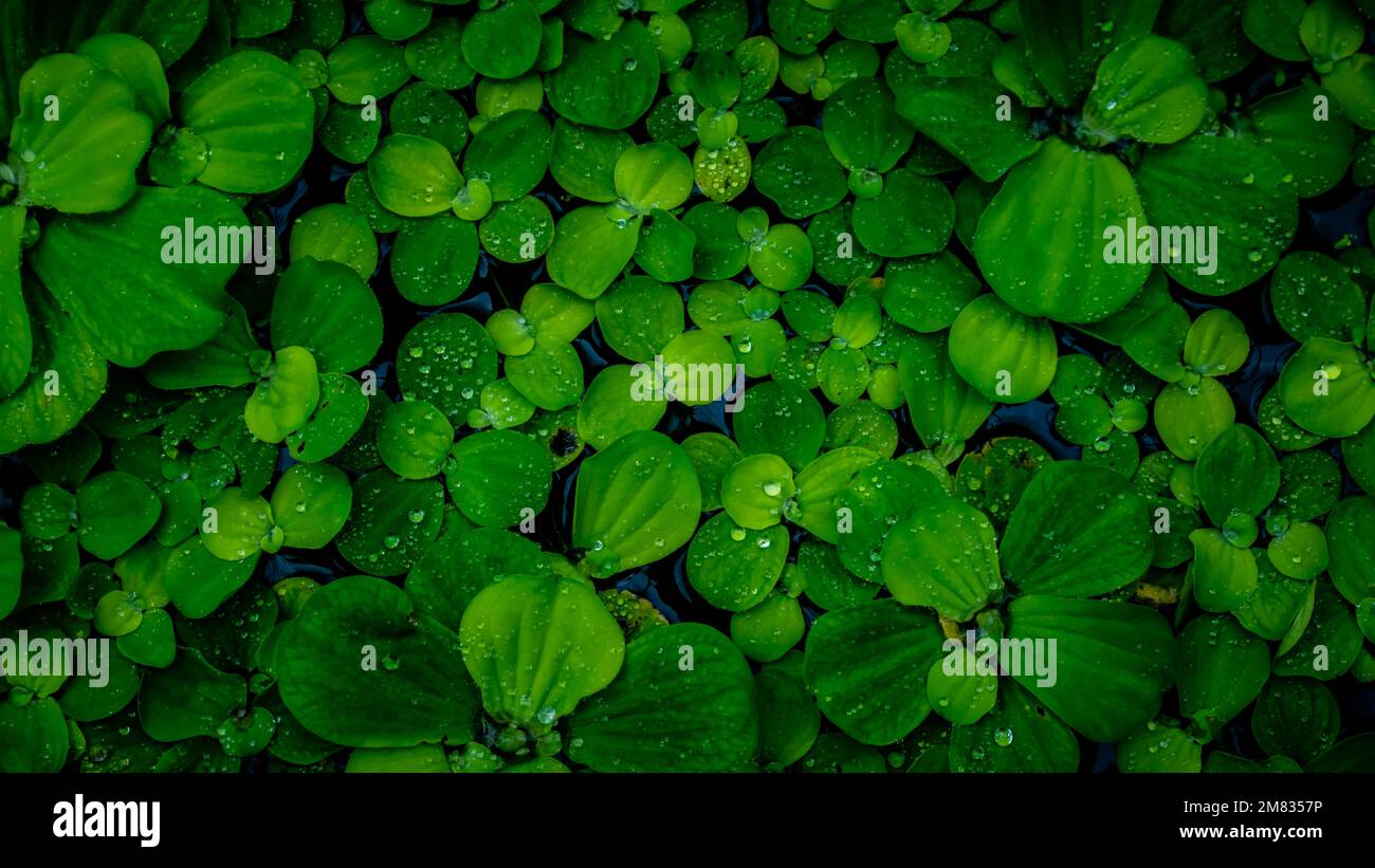 Pistia Stratiotes plants floating on the water Stock Photo - Alamy