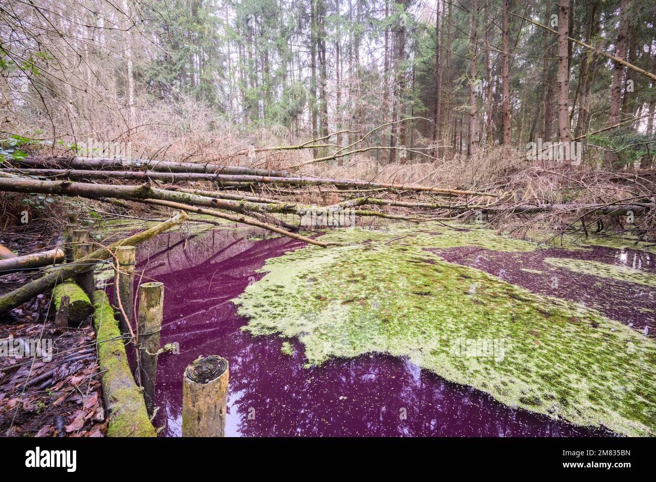 Discoloring hi-res stock photography and images - Alamy