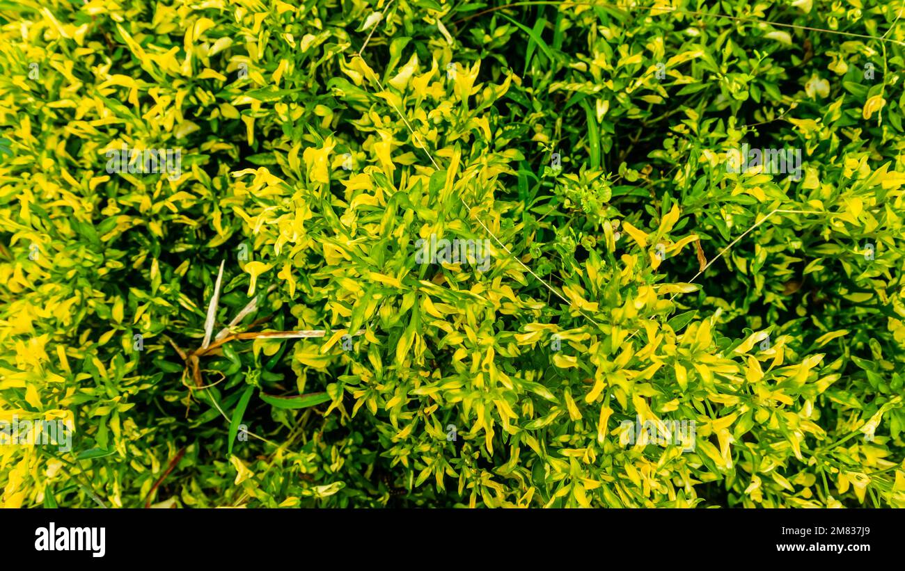 beautiful and amazing yellow leaves as background Stock Photo - Alamy