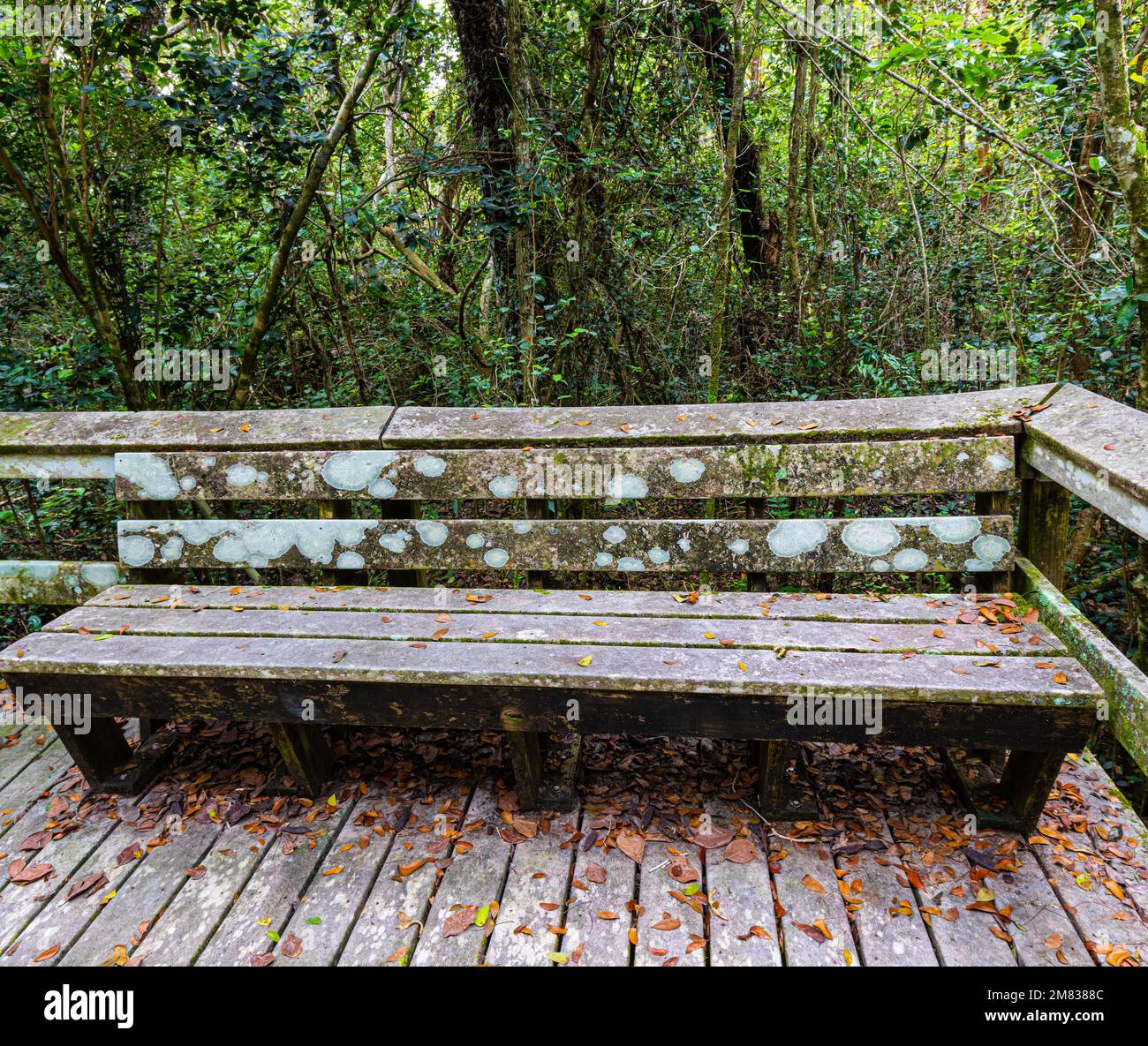 Moss Covered Bench On Boardwalk Through The Mahogany Hammock Trail ...