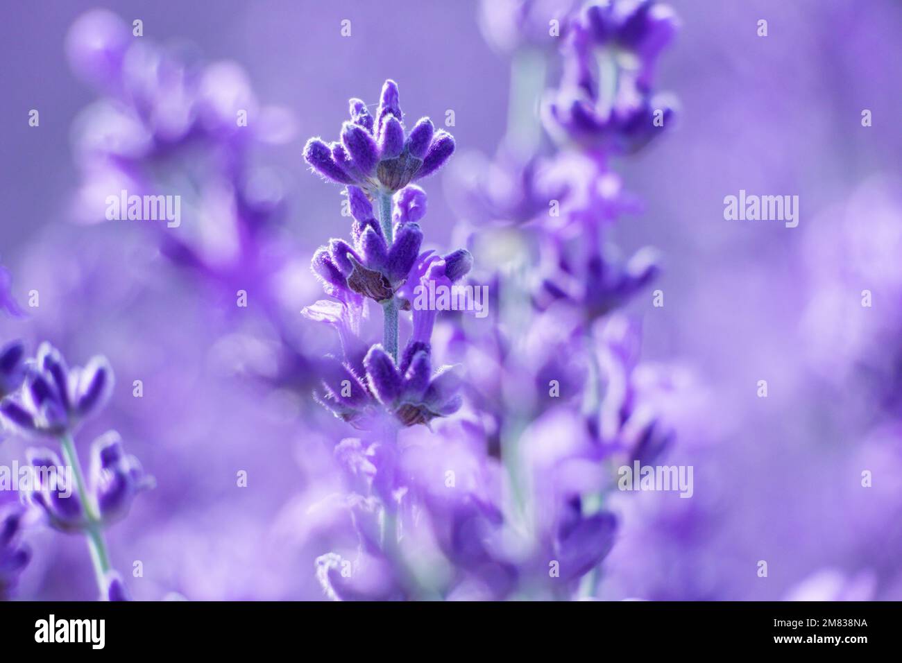 Lavender flower background with beautiful purple colors and boke Stock ...