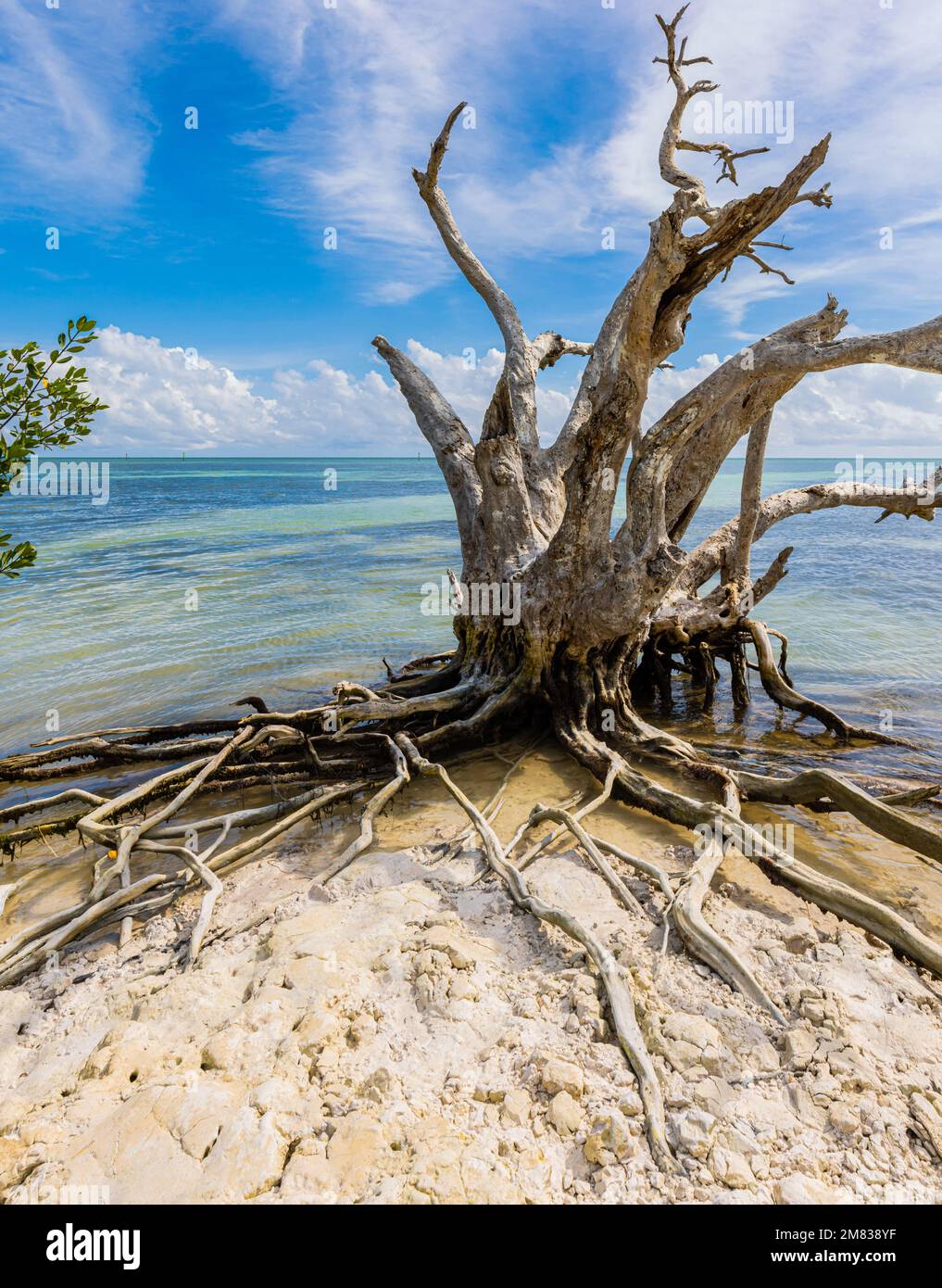 Islamorada florida sand bar hi-res stock photography and images - Alamy