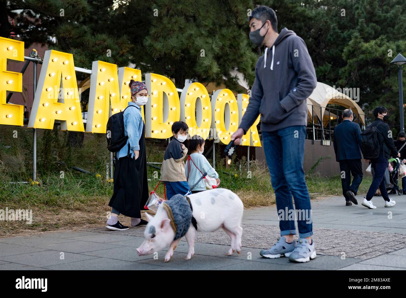 Yokohama, Kanagawa, Japan. 5th Nov, 2022. A man walks his pet pig ...