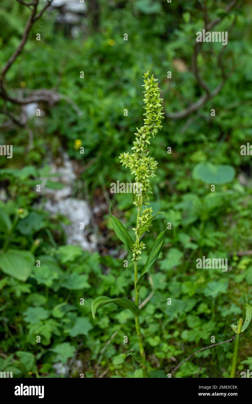 Veratrum album flower growing in mountains, close up Stock Photo - Alamy