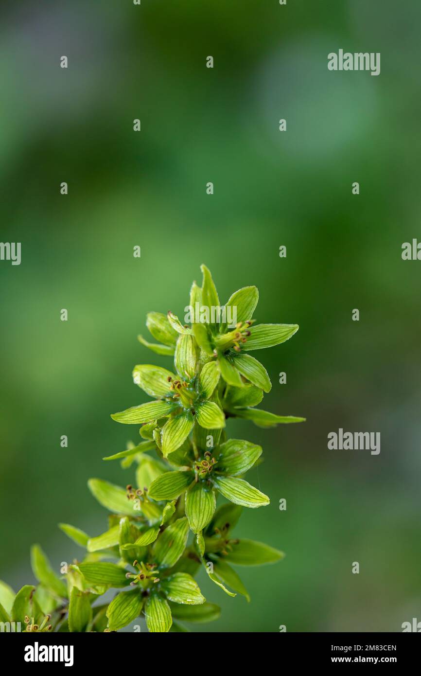 Veratrum album flower growing in mountains, close up Stock Photo - Alamy