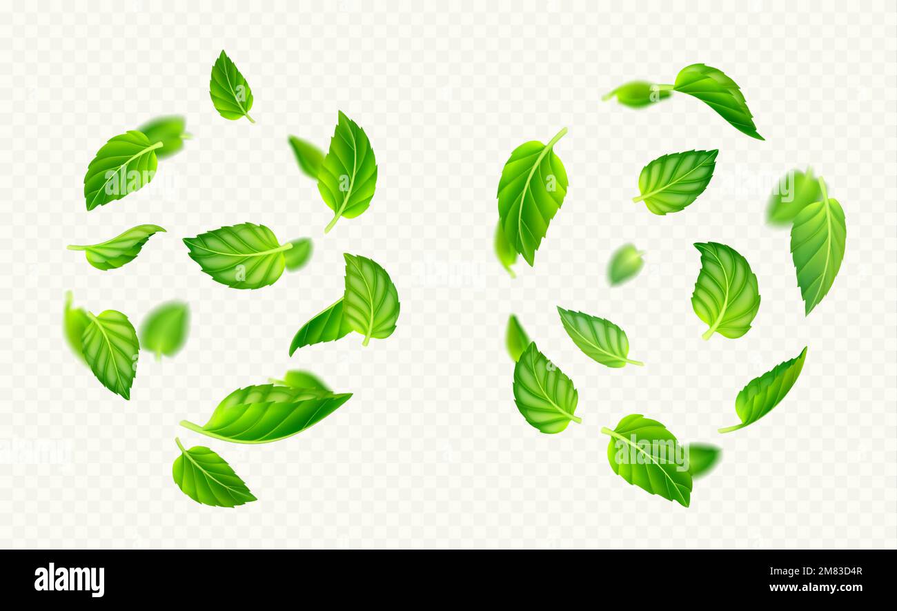 Green mint leaves falling and flying in air. Fresh summer or spring ...