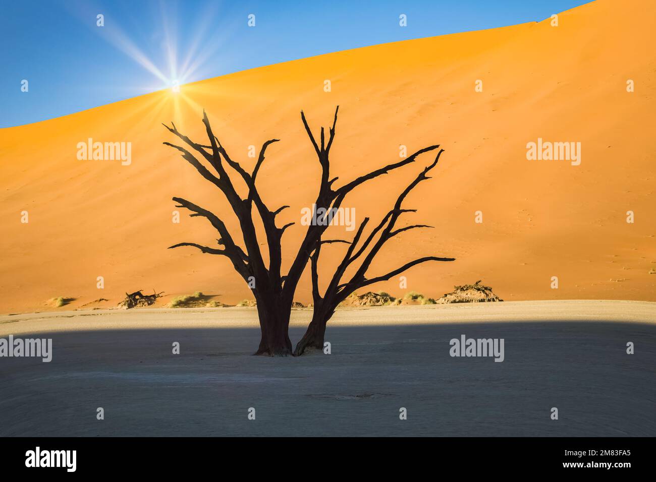 Namibia, the Namib desert, dead acacia in the Dead Valley, the red ...