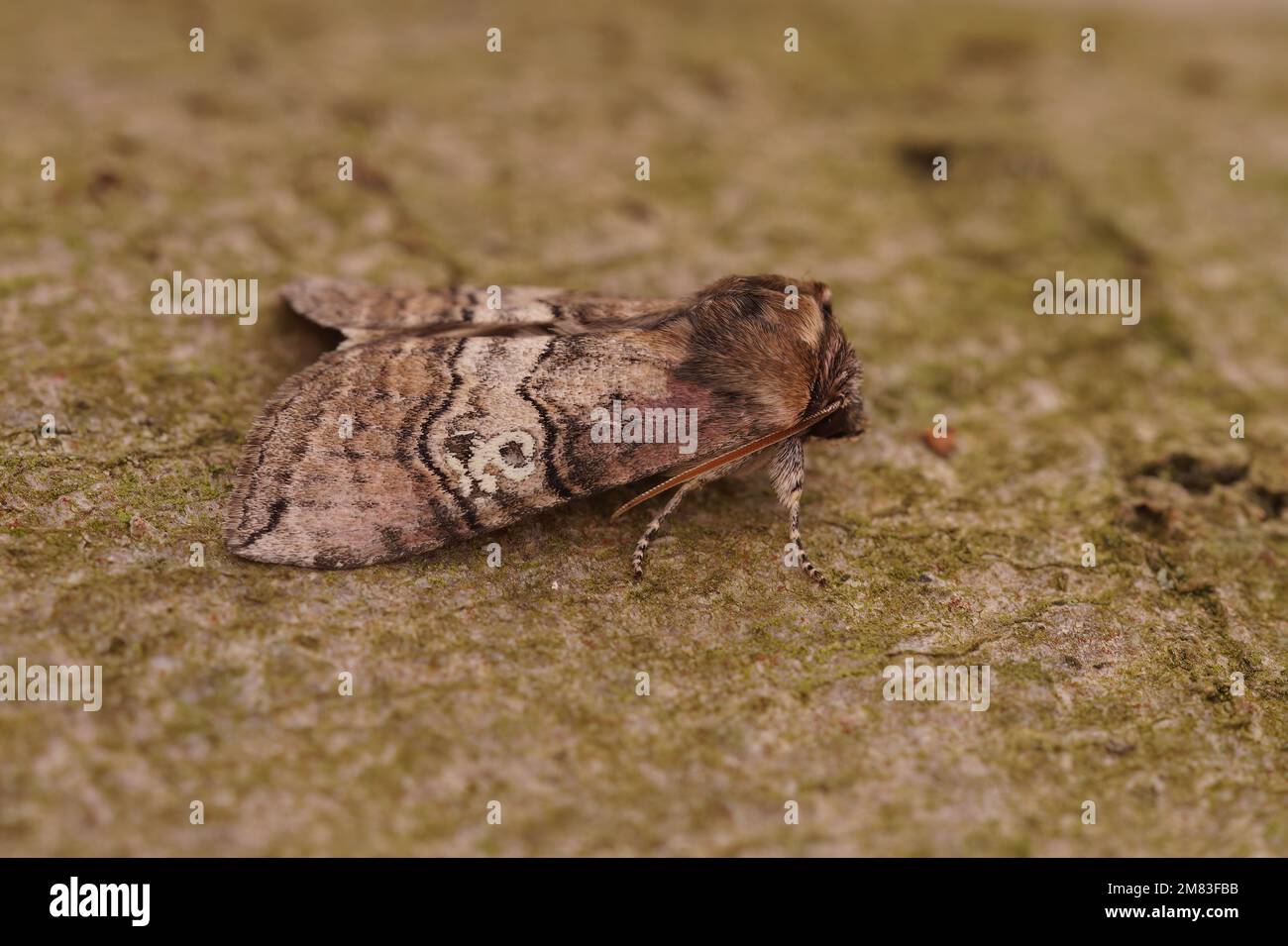 Detailed closeup of the figure of eighty moth, Tethea ocularis Stock ...