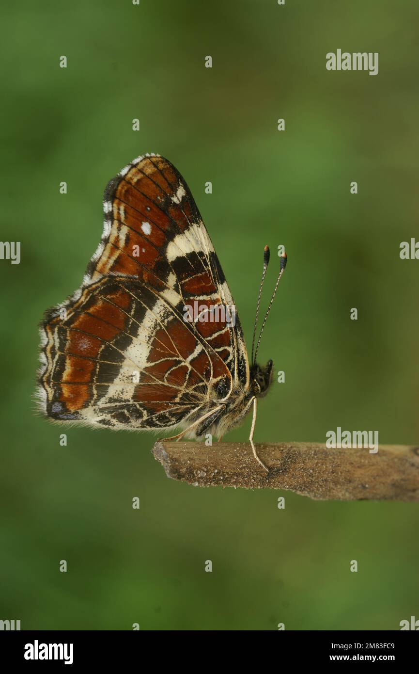 Natural closeup on the colorful orange spring version of the map ...