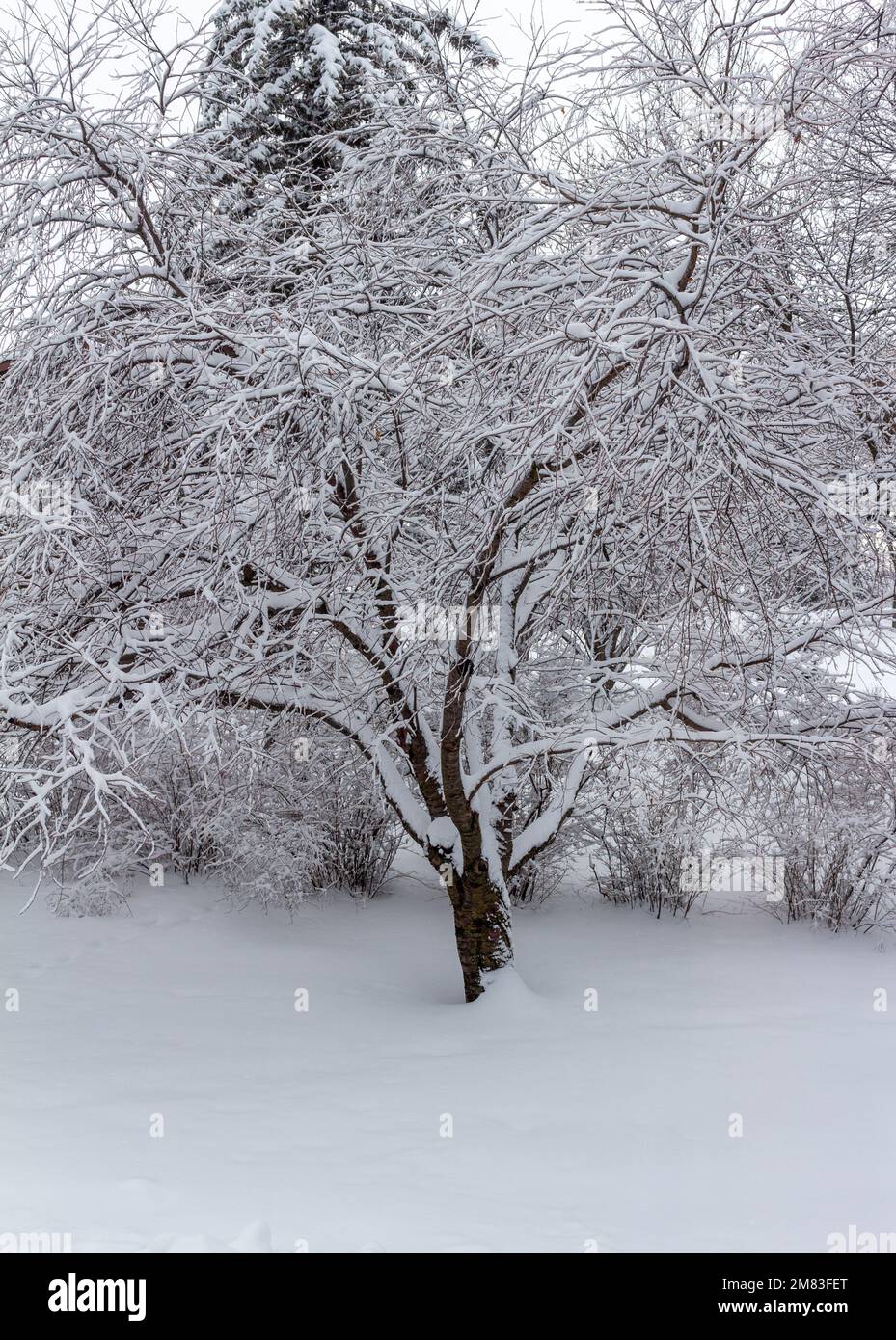 Prunus mackii hi-res stock photography and images - Alamy