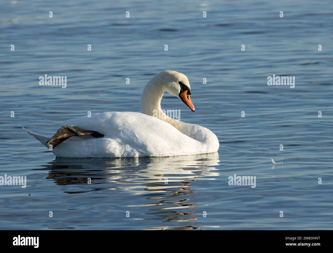 Swan features hi-res stock photography and images - Alamy