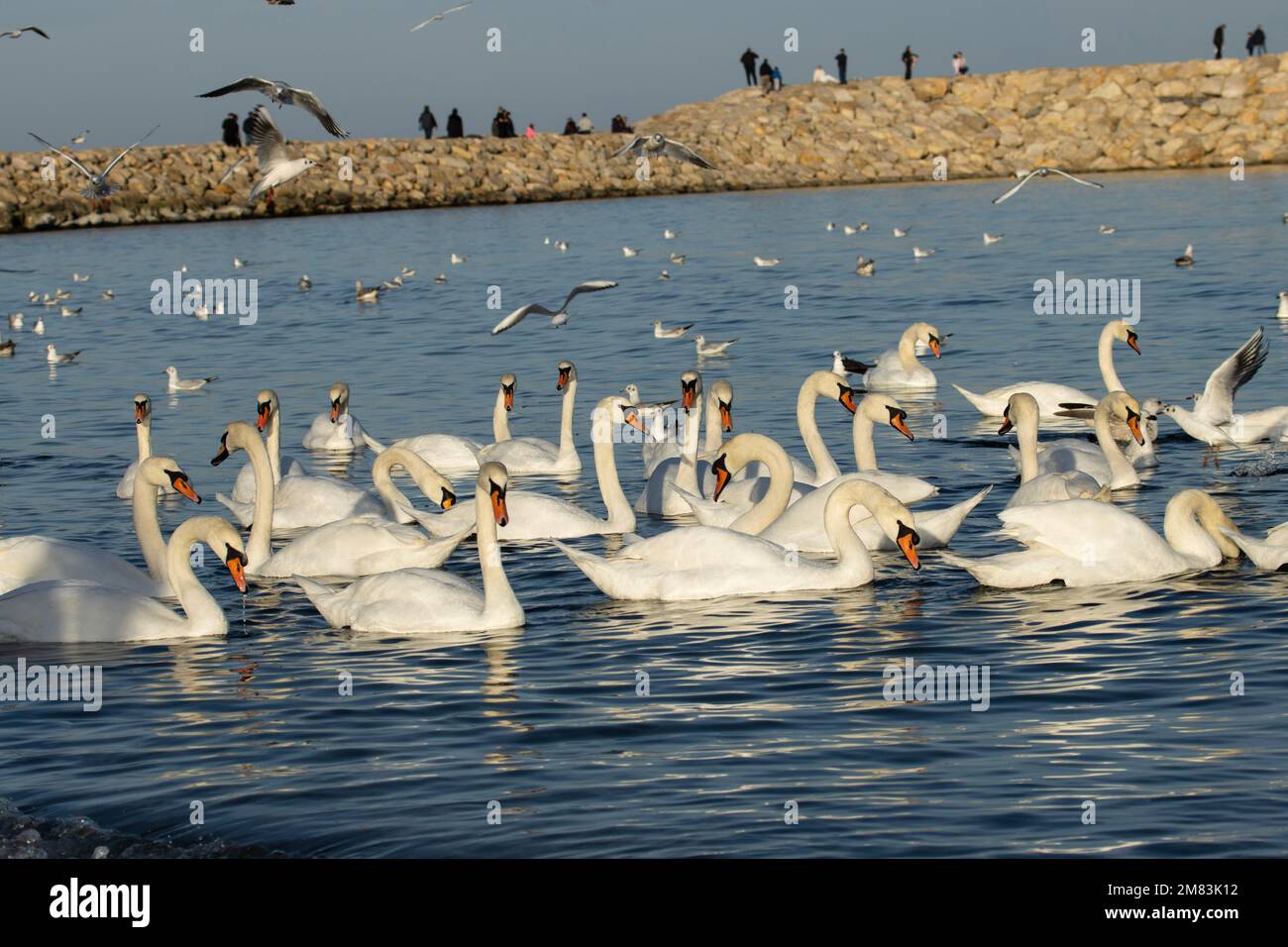 The swan is a creature of unparalleled beauty, elegance and grace with ...