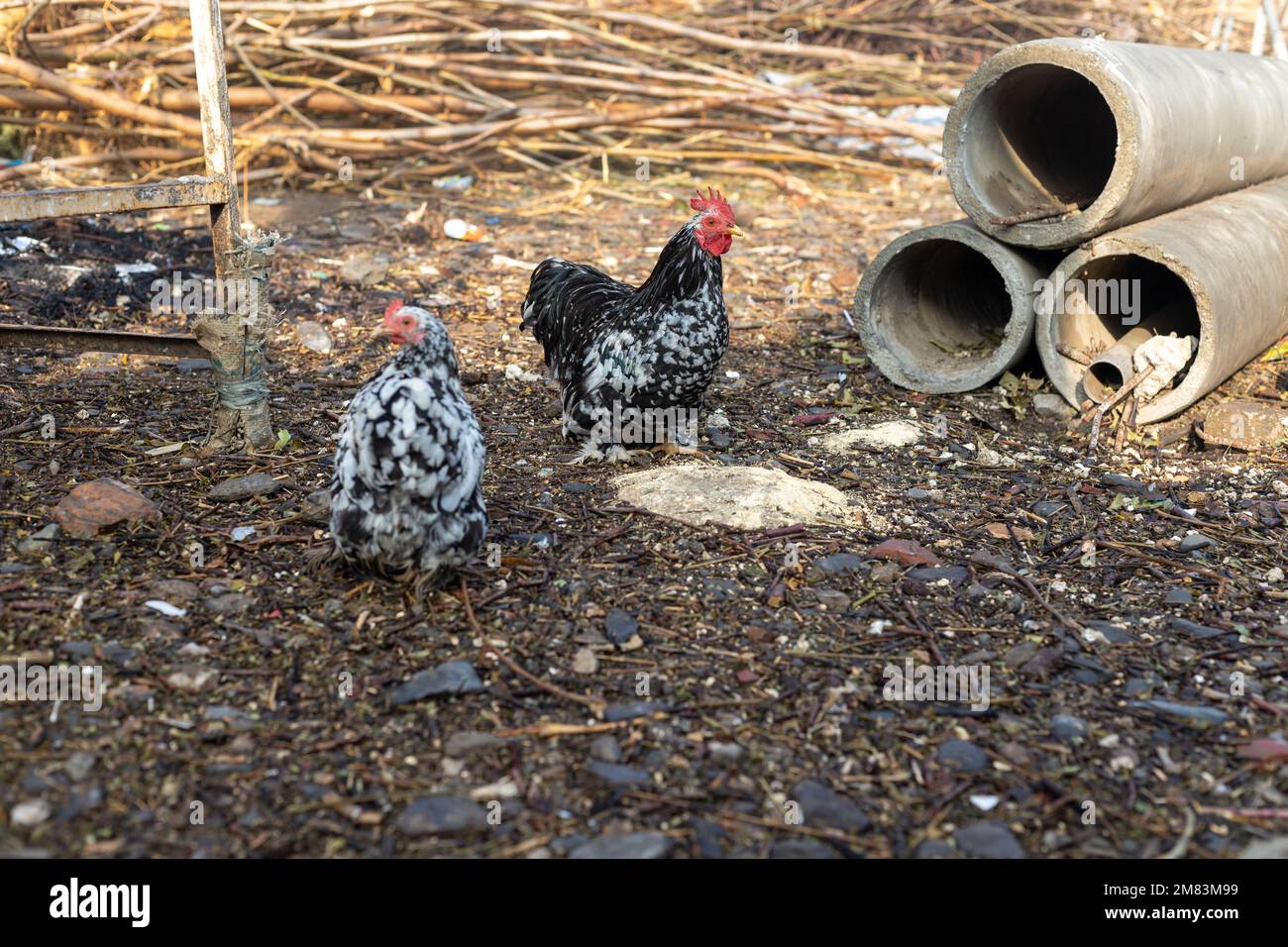 Mottled cochin bantam pair with selective focus on rooster Stock Photo ...