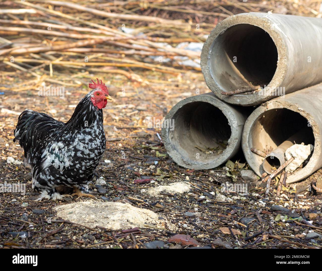 Mottled cochin rooster standing in the backyard Stock Photo - Alamy