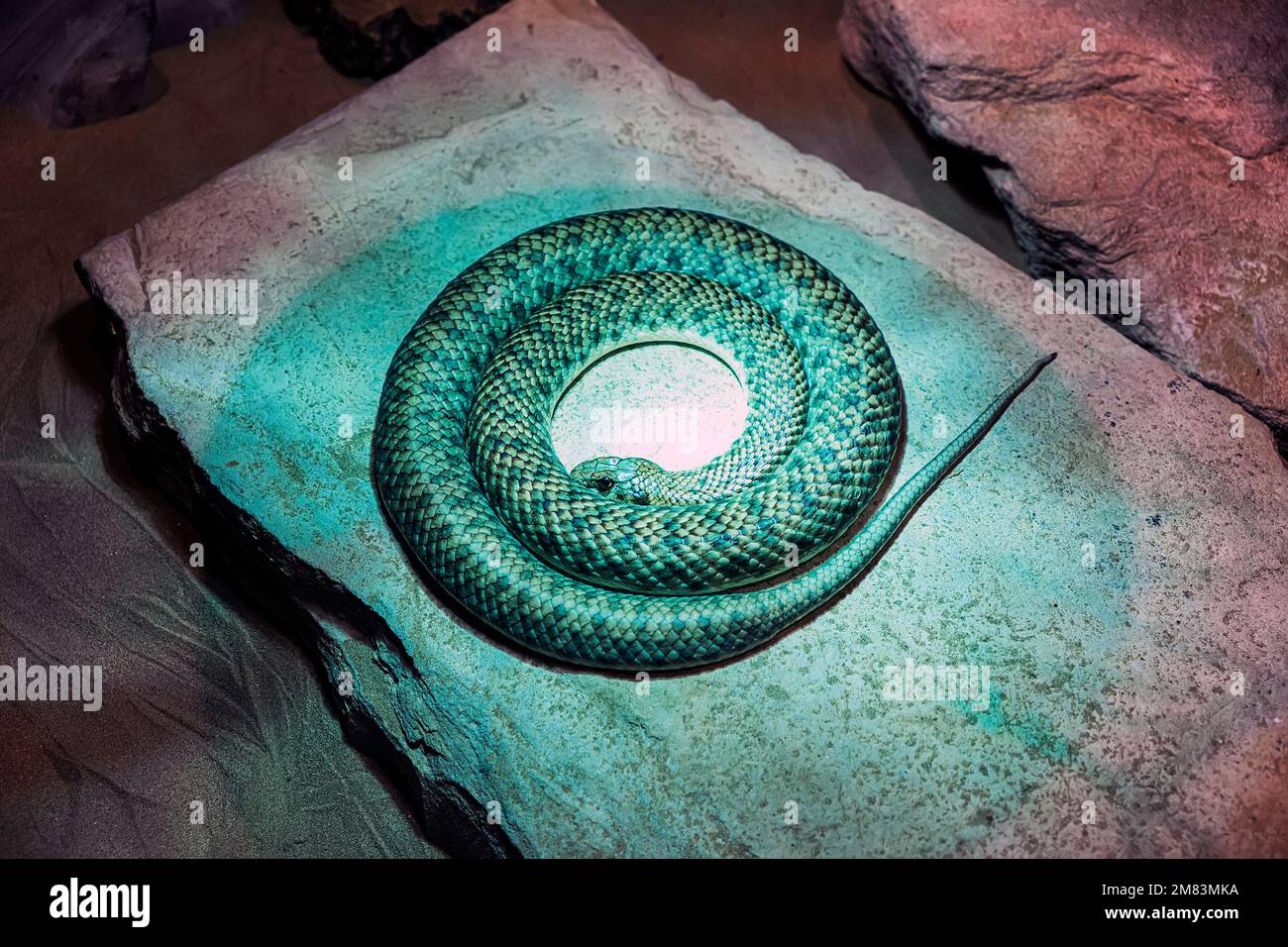 snake has curled up in a circle and is lying and sleeping on a stone ...