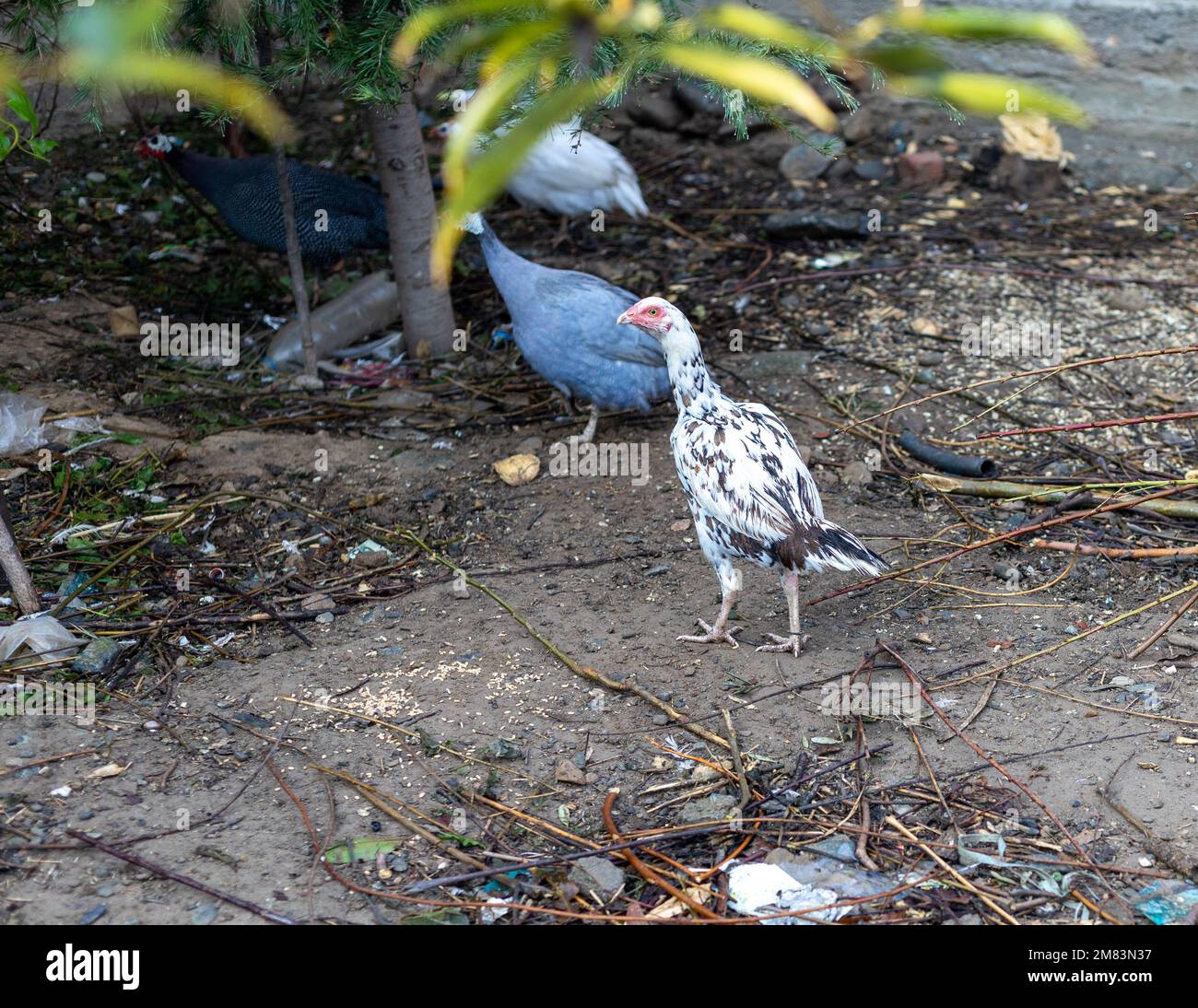 Aseel hen hi-res stock photography and images - Alamy