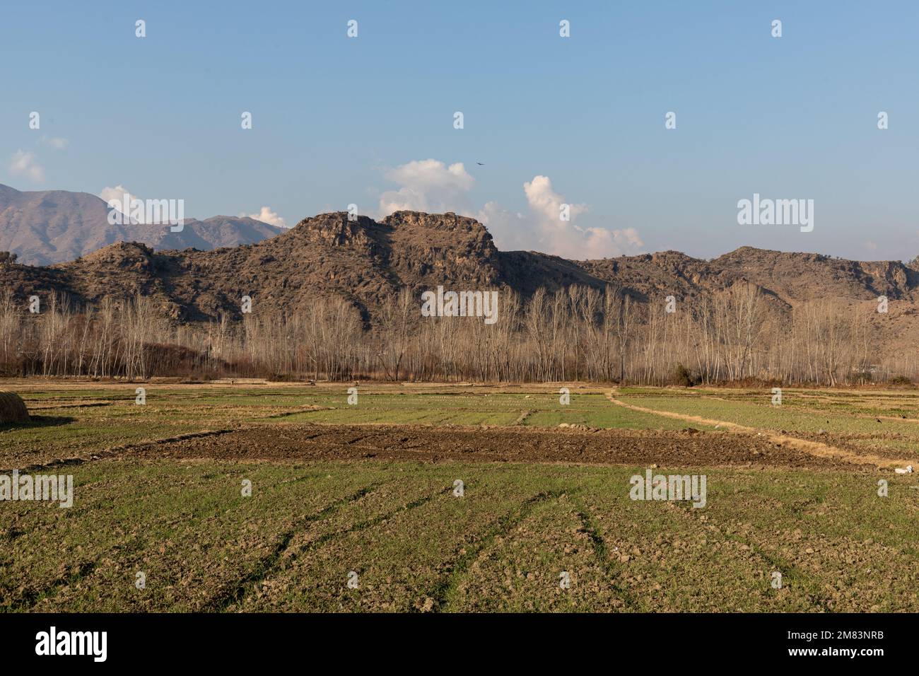 Beautiful scenery view of a newly germinated wheat crops in the fields ...
