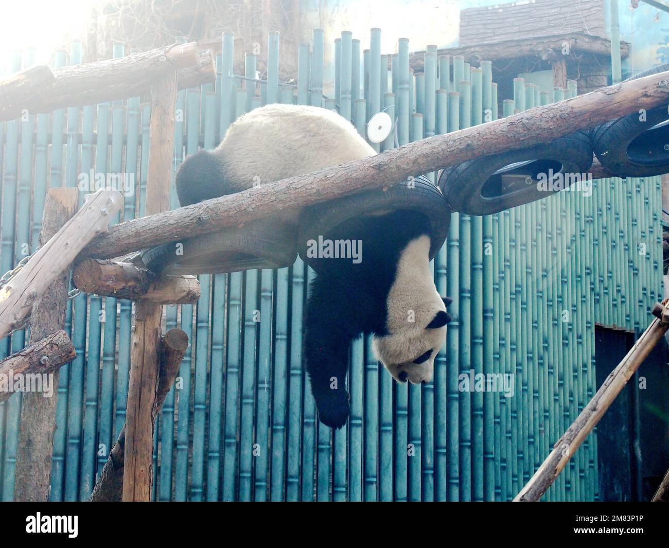 Giant pandas at Beijing Zoo, Beijing, China, 9 January, 2023. (Photo by ...