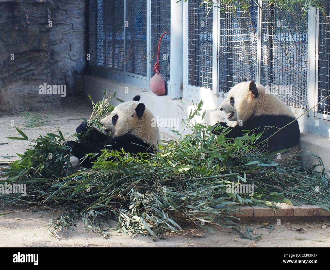 Giant pandas at Beijing Zoo, Beijing, China, 9 January, 2023. (Photo by ...