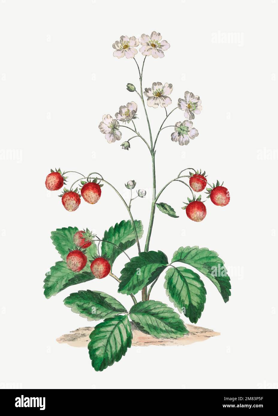 Strawberry vector vintage botanical art print, remixed from artworks by ...