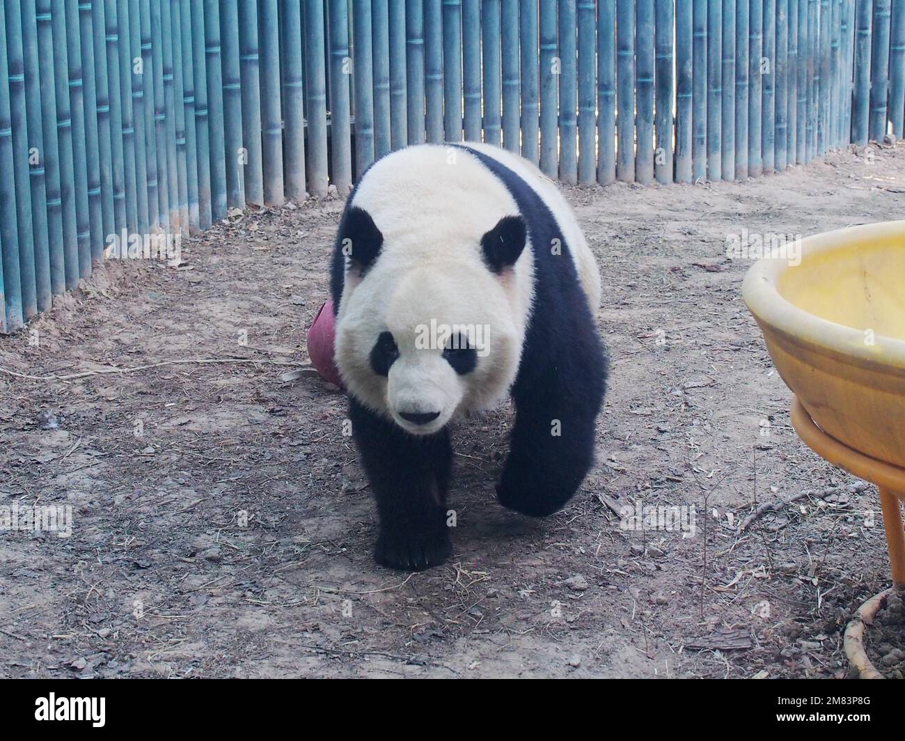 Giant pandas at Beijing Zoo, Beijing, China, 9 January, 2023. (Photo by ...