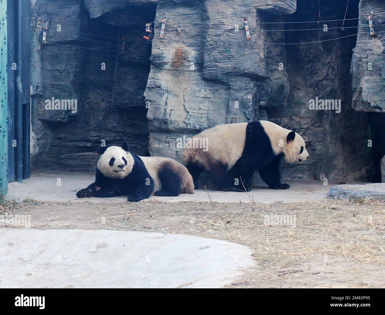 Giant pandas at Beijing Zoo, Beijing, China, 9 January, 2023. (Photo by ...