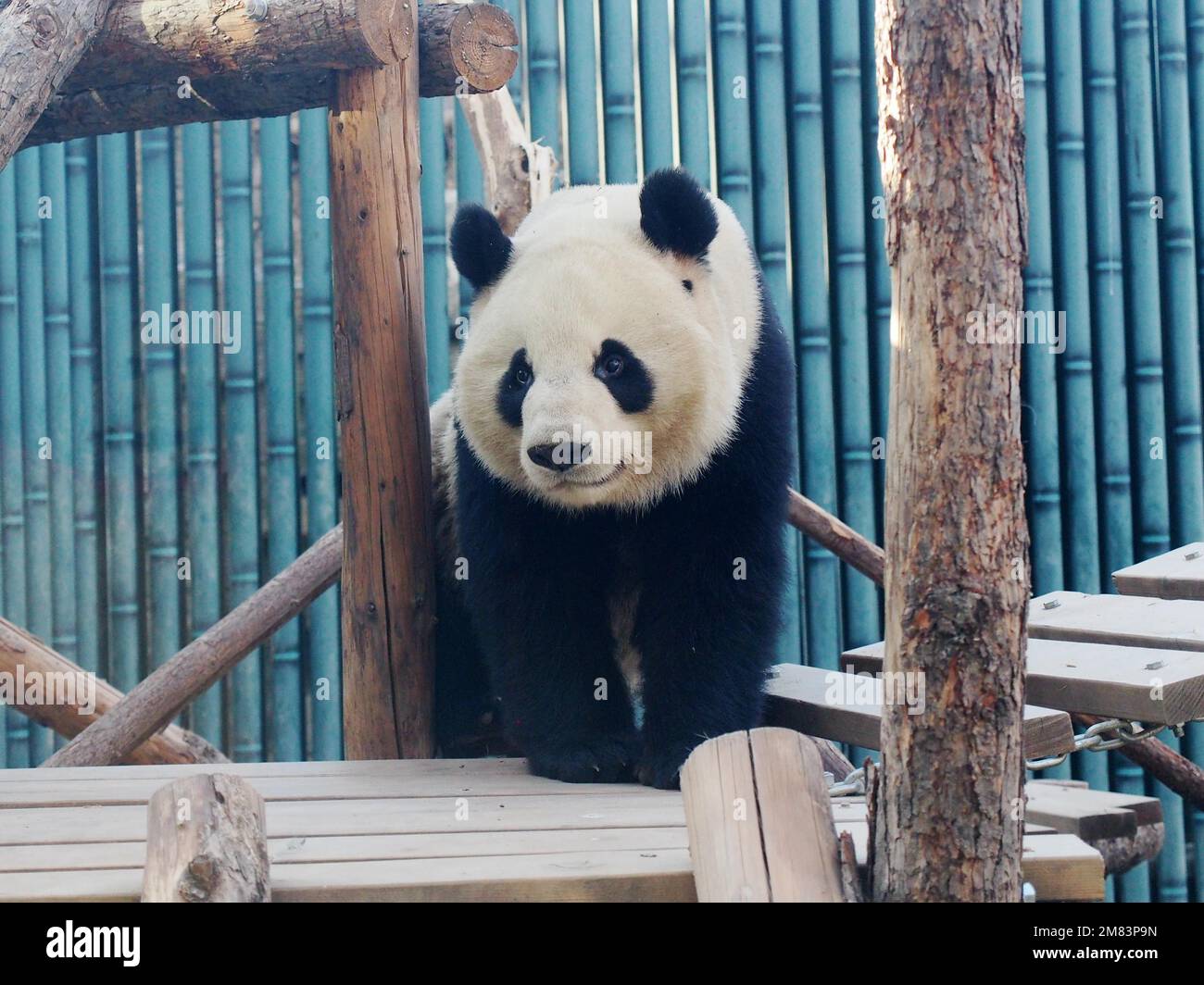 Giant pandas at Beijing Zoo, Beijing, China, 9 January, 2023. (Photo by ...