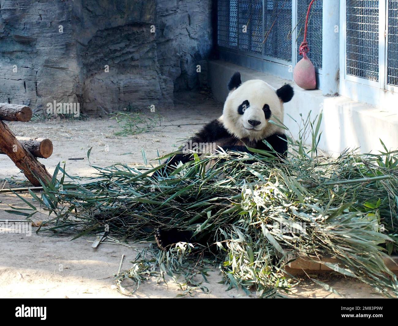Giant pandas at Beijing Zoo, Beijing, China, 9 January, 2023. (Photo by ...