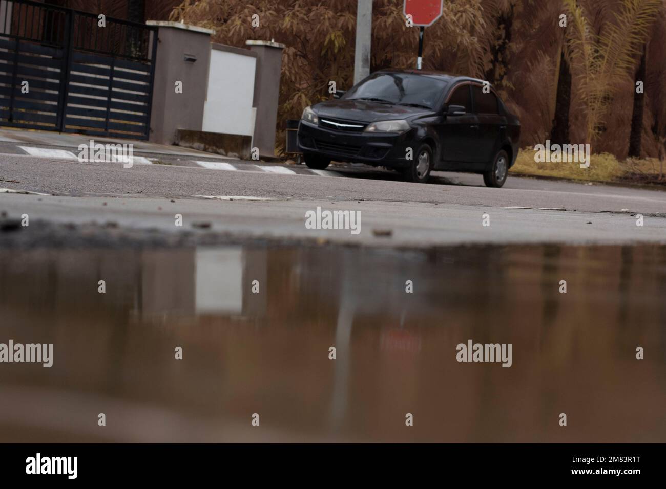 Scene stagnant pool water hi-res stock photography and images - Alamy