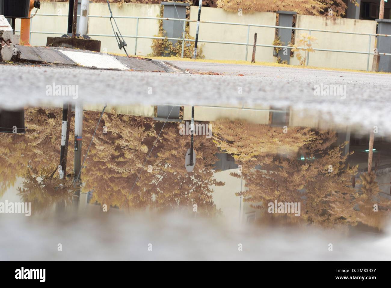 Scene stagnant pool water hi-res stock photography and images - Alamy