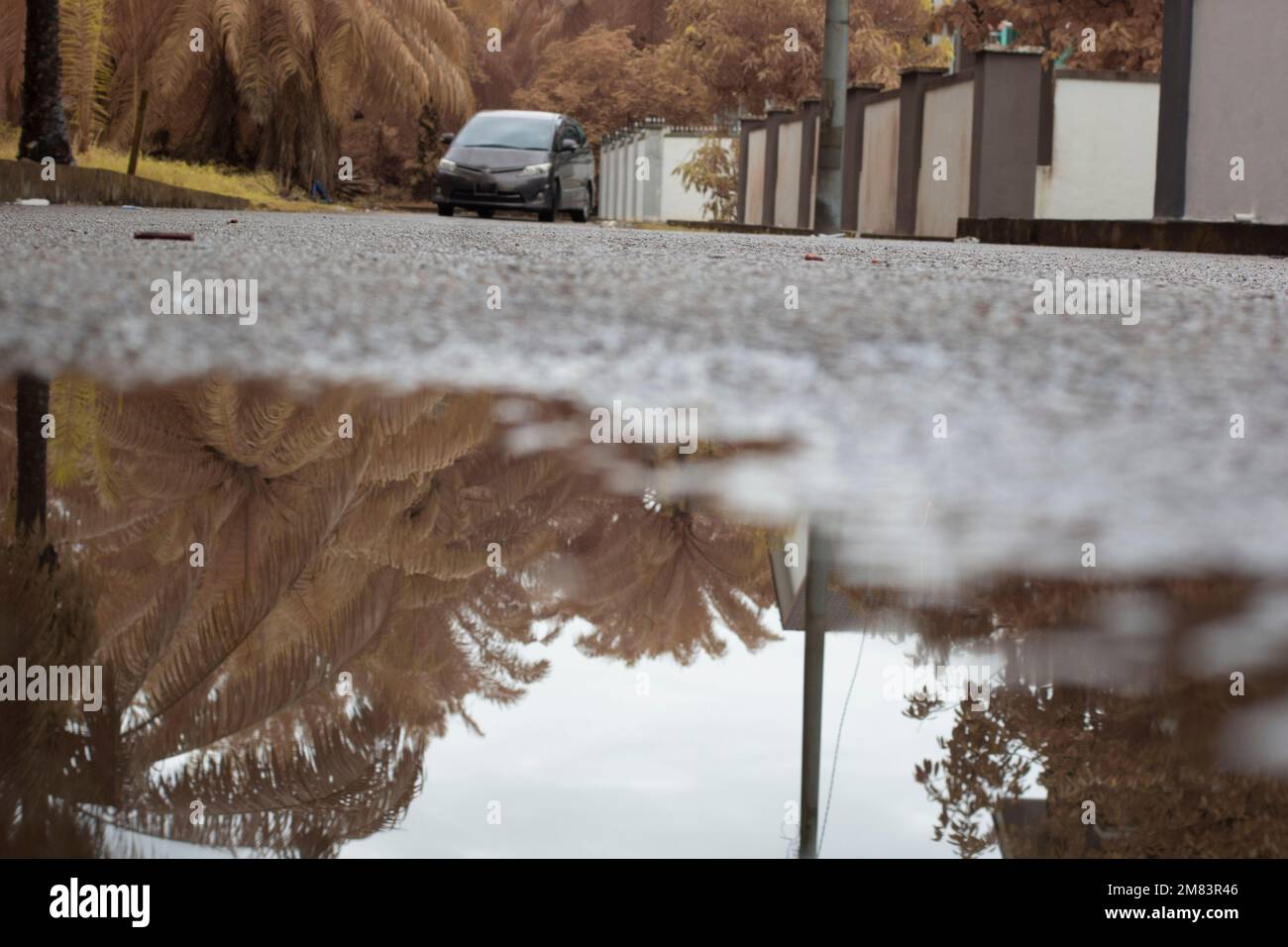 Scene stagnant pool water hi-res stock photography and images - Alamy