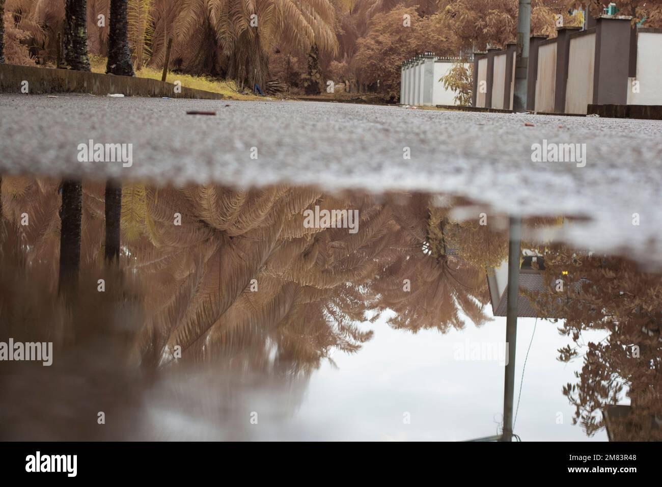 Scene stagnant pool water hi-res stock photography and images - Alamy