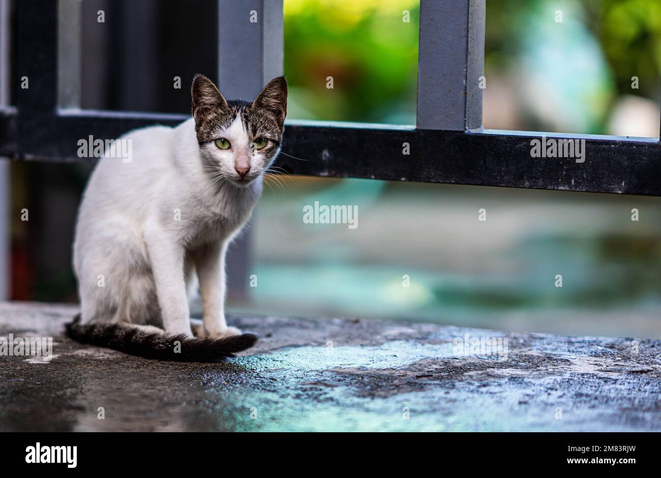 Staring cat hi-res stock photography and images - Alamy