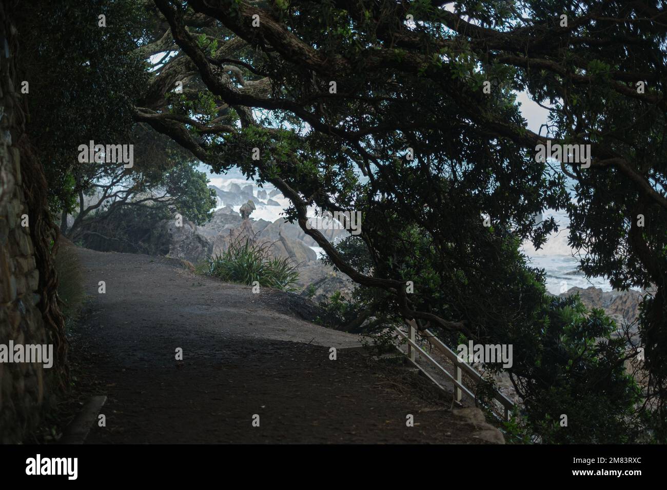 A wide path leading through the trees and out of sight going around the ...