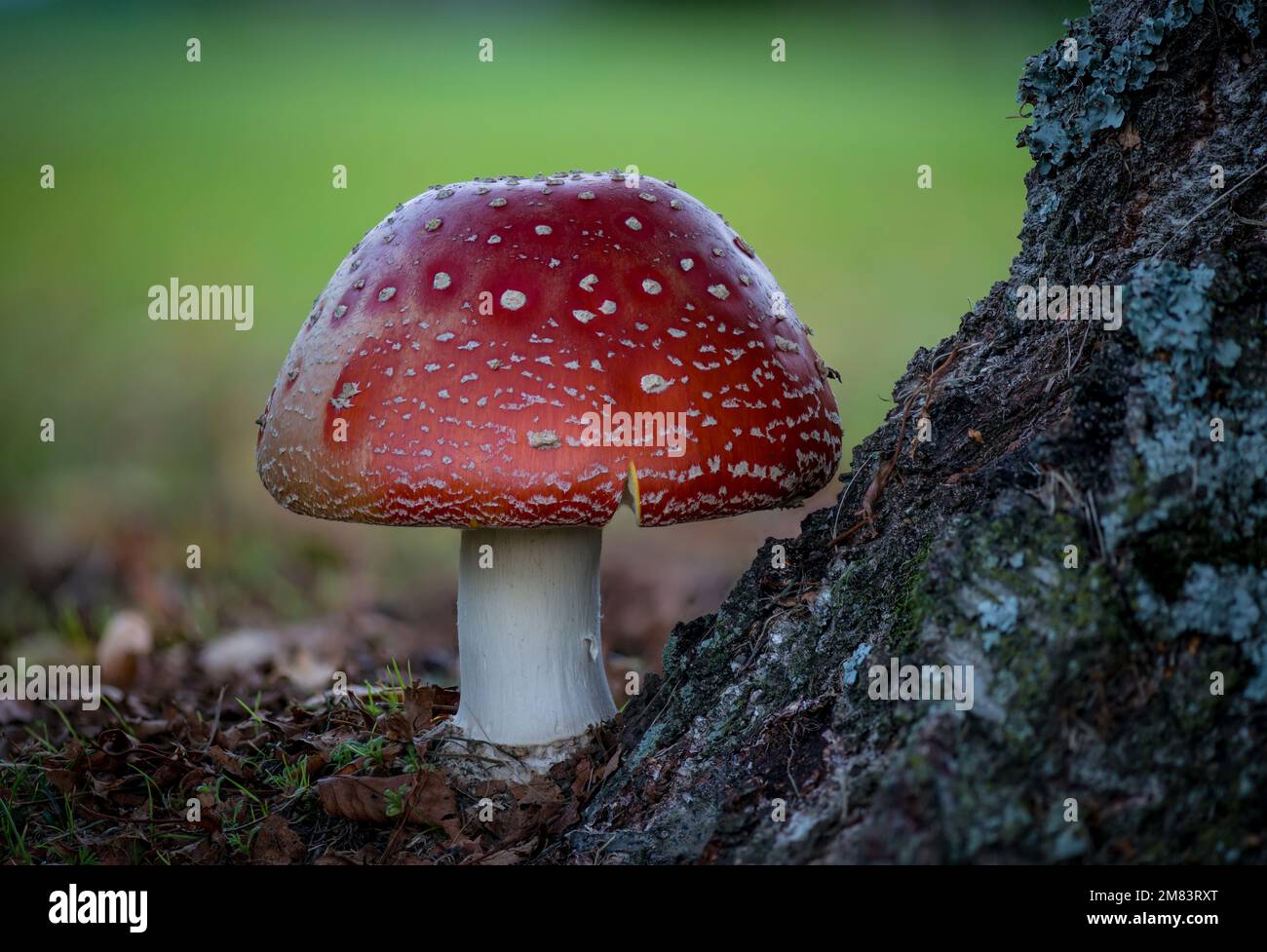 A bright red fly agaric toadstool growing at the base of a birch tree ...