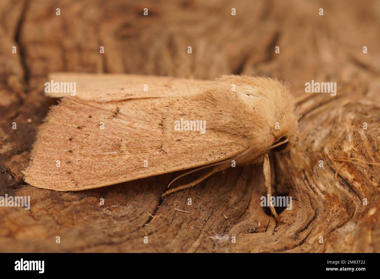 Detailed closeup on the Mediterranean Clay owlet moth, Mythimna ferrago ...