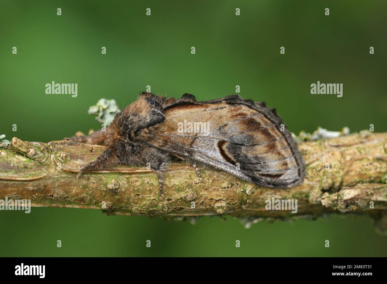 Natural closeup on the pebble prominent moth,Notodonta ziczac, sitting ...
